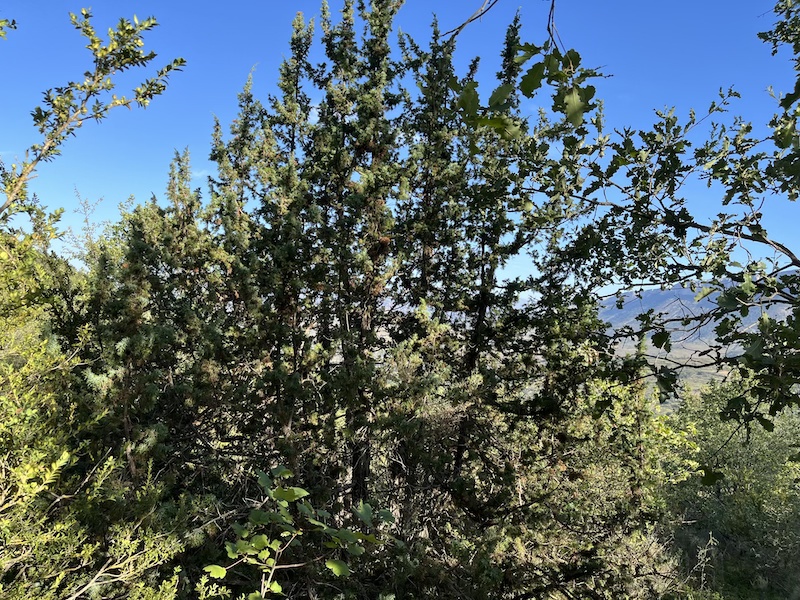 EL GRALLER DEL CASTELLET – El canut dels minairons